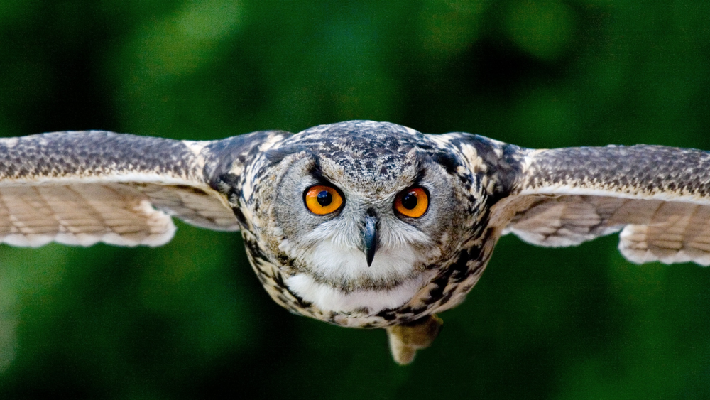 Raptor Hallow Sanctuary