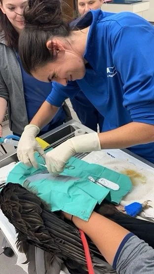 Raptor Hallow Sanctuary