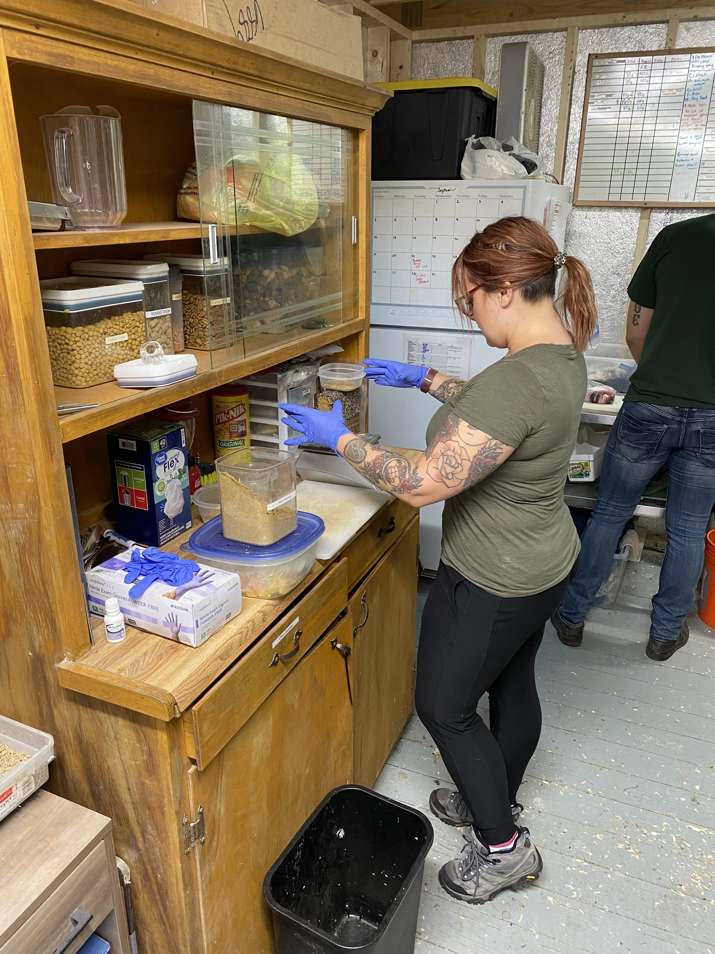 Internships — Raptor Hallow Sanctuary