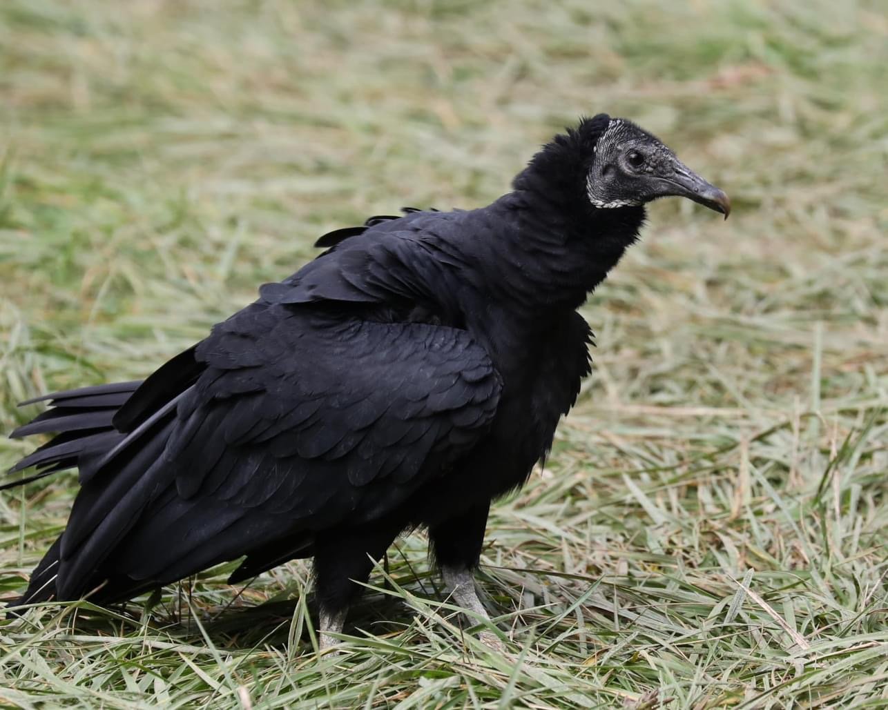 Igor Adoption — Raptor Hallow Sanctuary