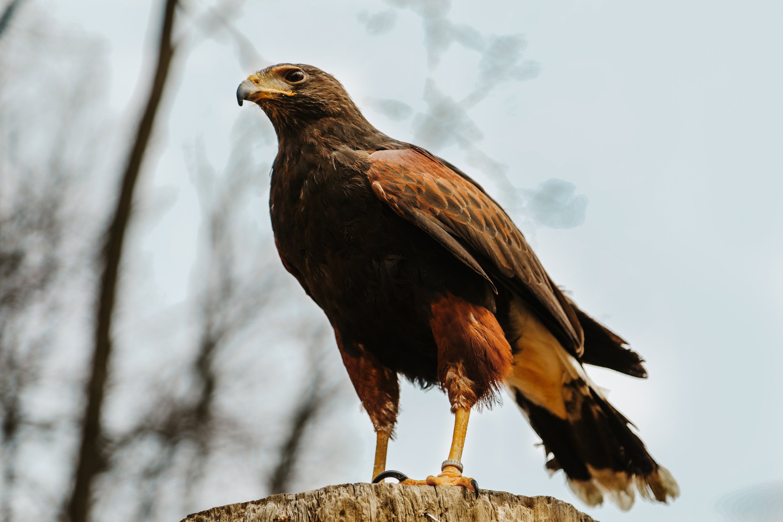 Encounters — Raptor Hallow Sanctuary