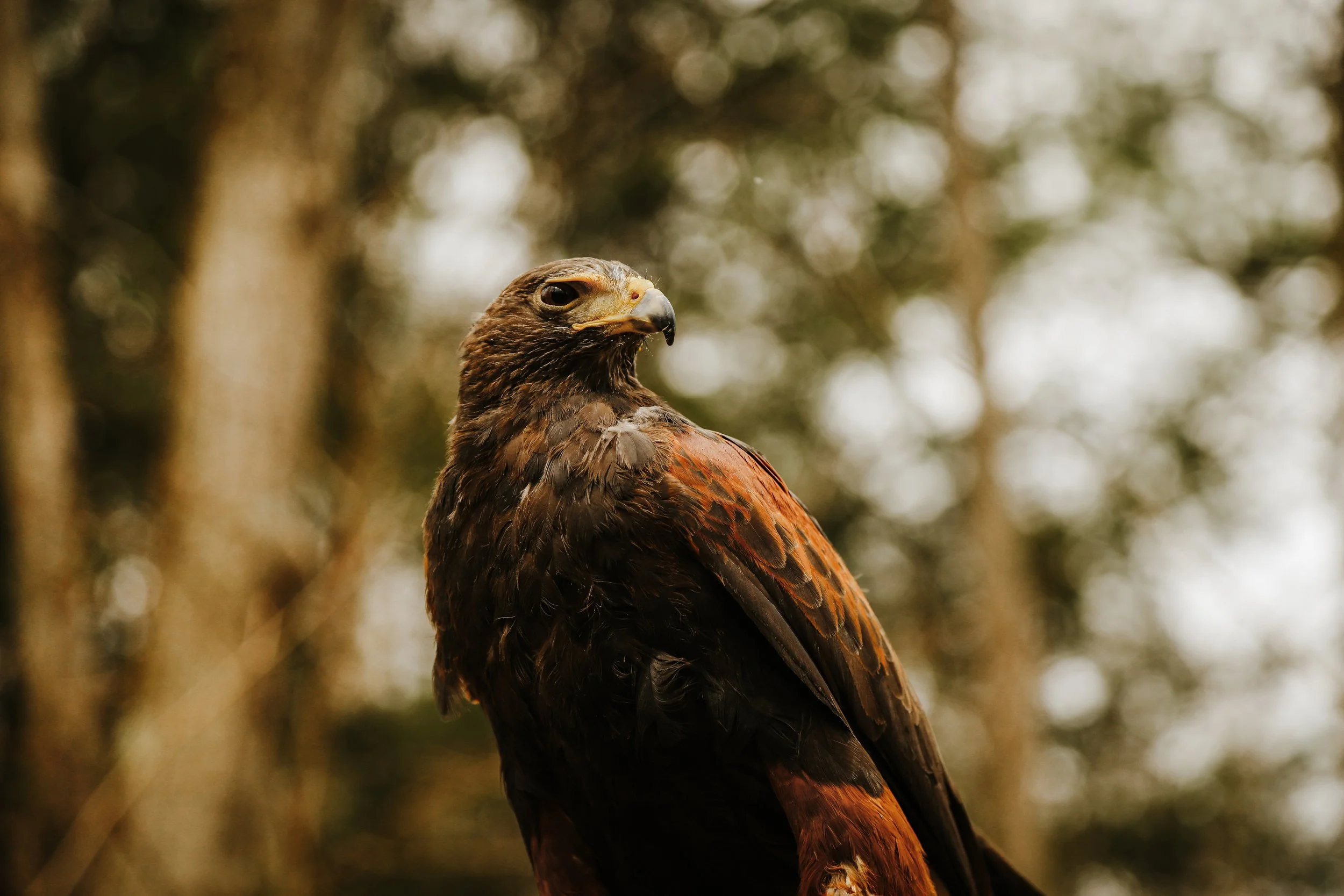 Programs — Raptor Hallow Sanctuary