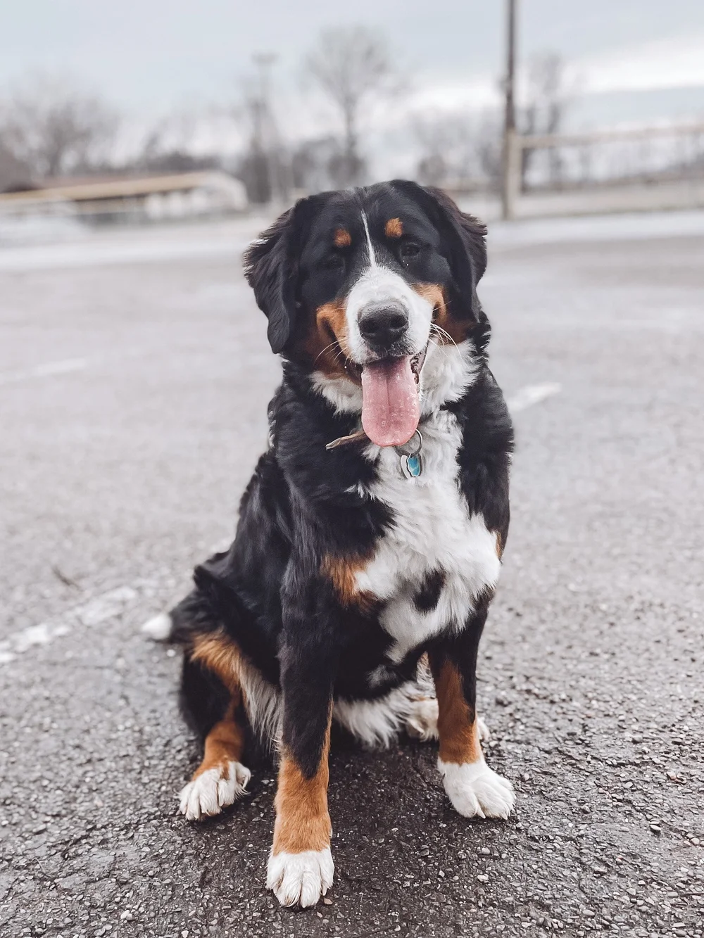 KIMBER — J&J DOODLES