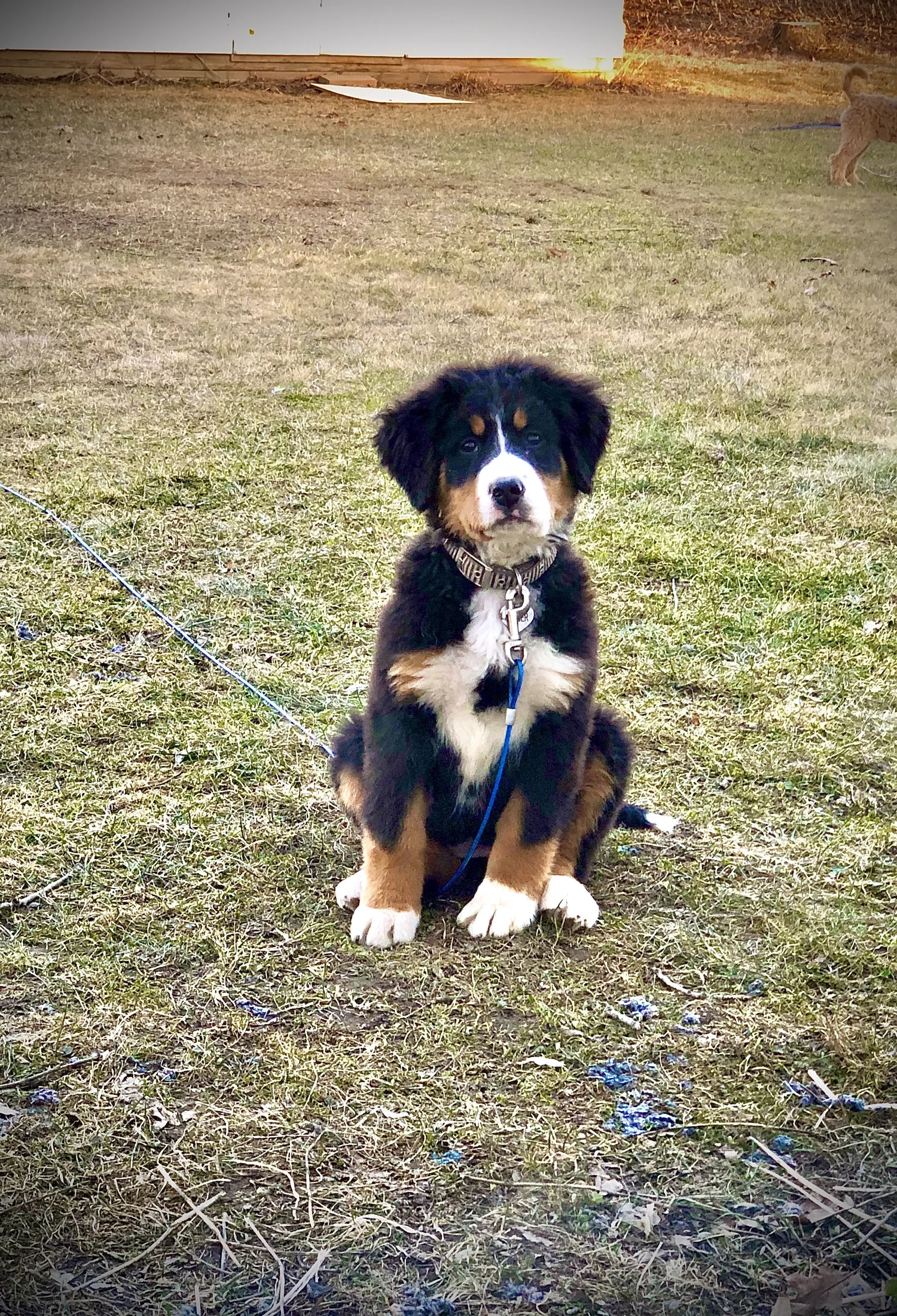 KIMBER — J&J DOODLES