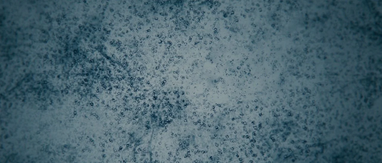 Time As a Circle: Interpreting Arrival’s Use of Time, Language, and ...