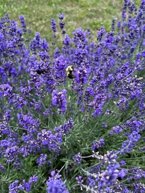 Silver Fox Lavender Farm - Home