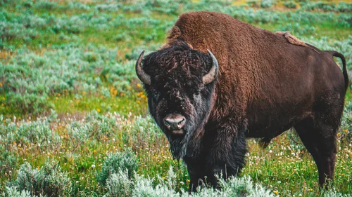 The Pillars of the North American Model of Wildlife Conservation ...