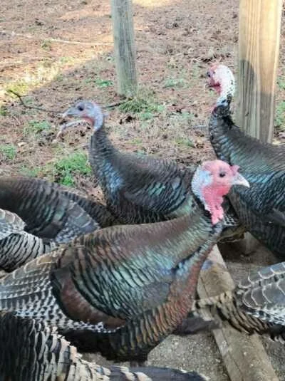 Eastern turkeys — Turkey Strut Farm
