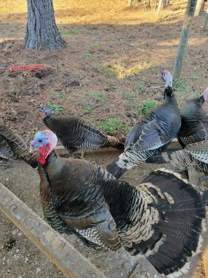 Turkeys for sale. Turkeys near me. Narragansett. Bourbon Red. Royal ...