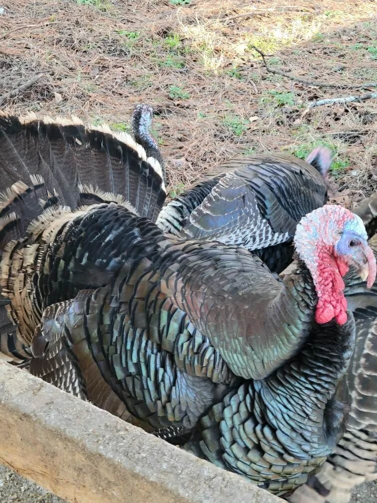 Eastern turkeys — Turkey Strut Farm