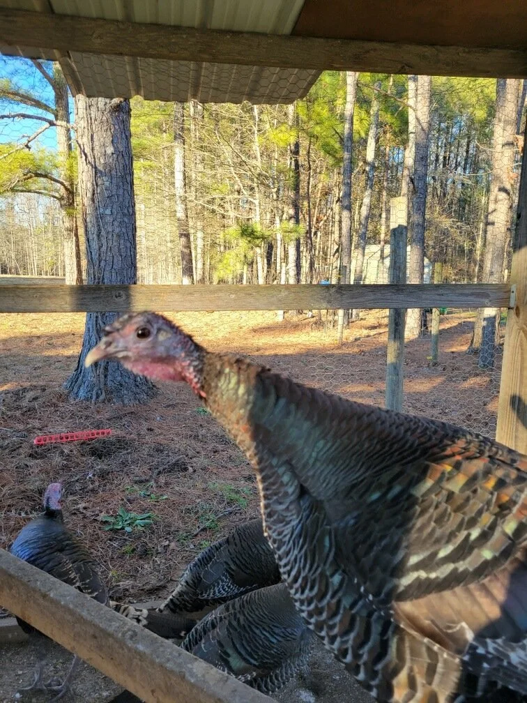 Turkeys for sale. Turkeys near me. Narragansett. Bourbon Red. Royal ...