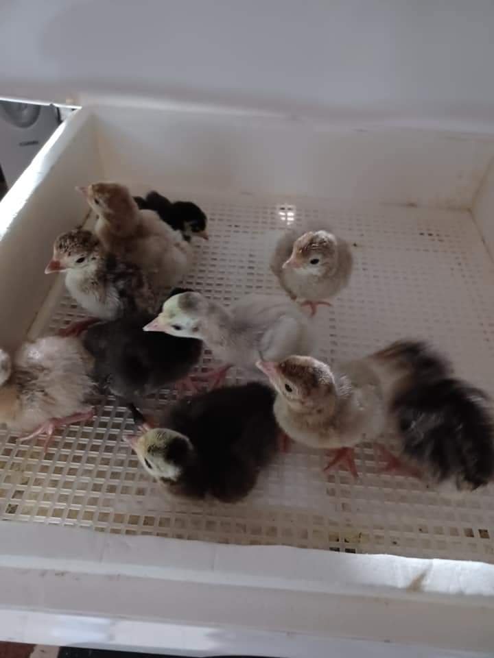 Turkeys for sale. Turkeys near me. Narragansett. Bourbon Red. Royal ...