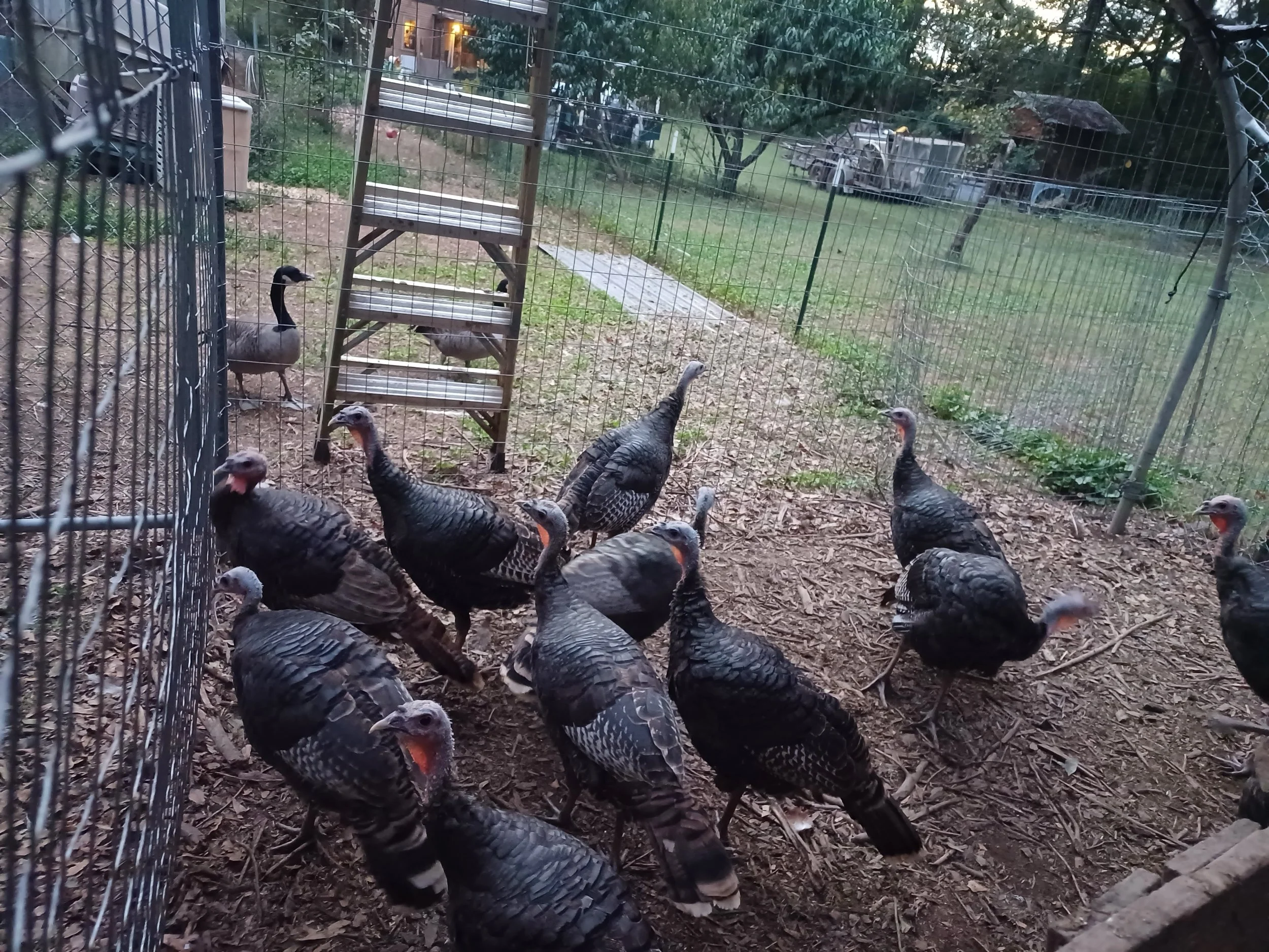 Turkeys for sale. Turkeys near me. Narragansett. Bourbon Red. Royal ...