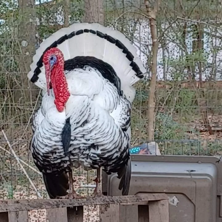 How to be a turkey parent. — Turkey Strut Farm