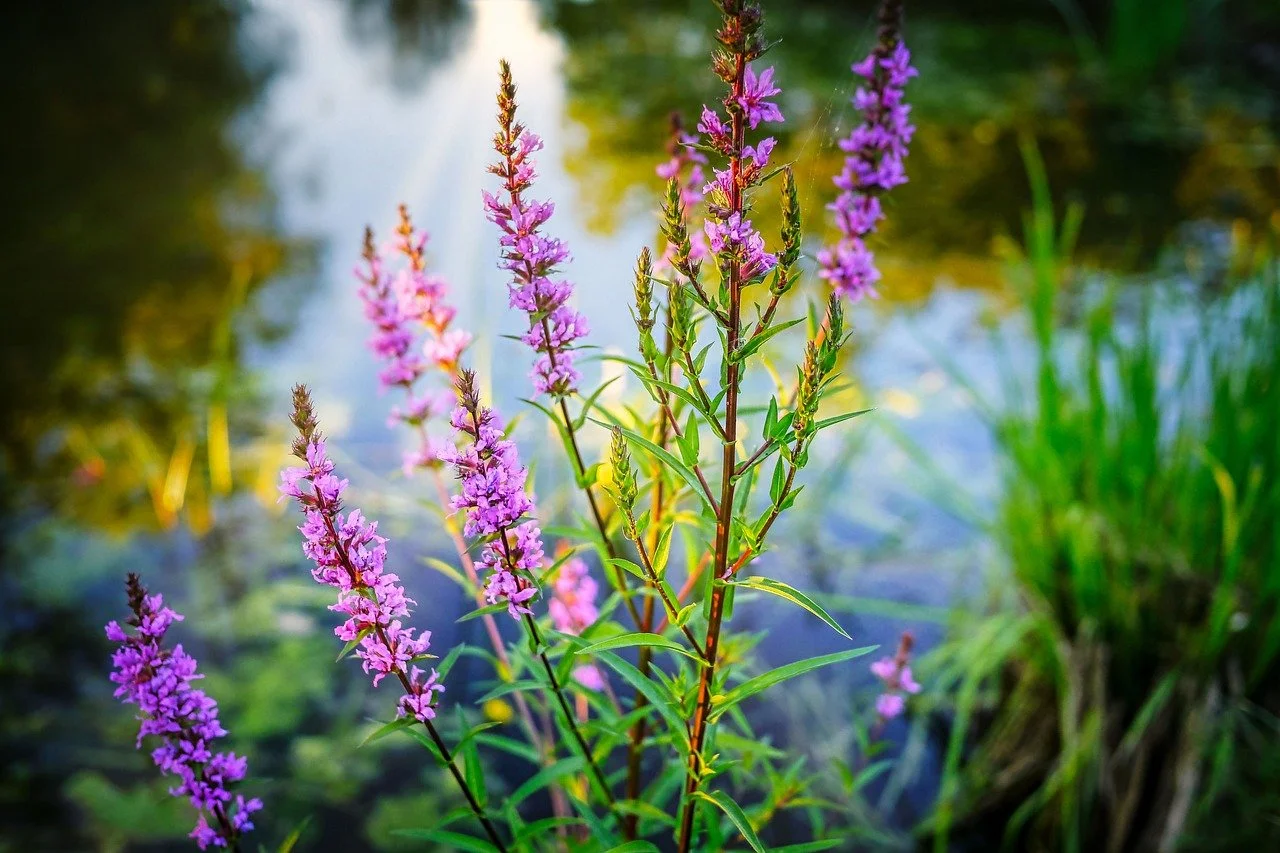 Shade tolerant Wildflowers | British Wild Flower Plants