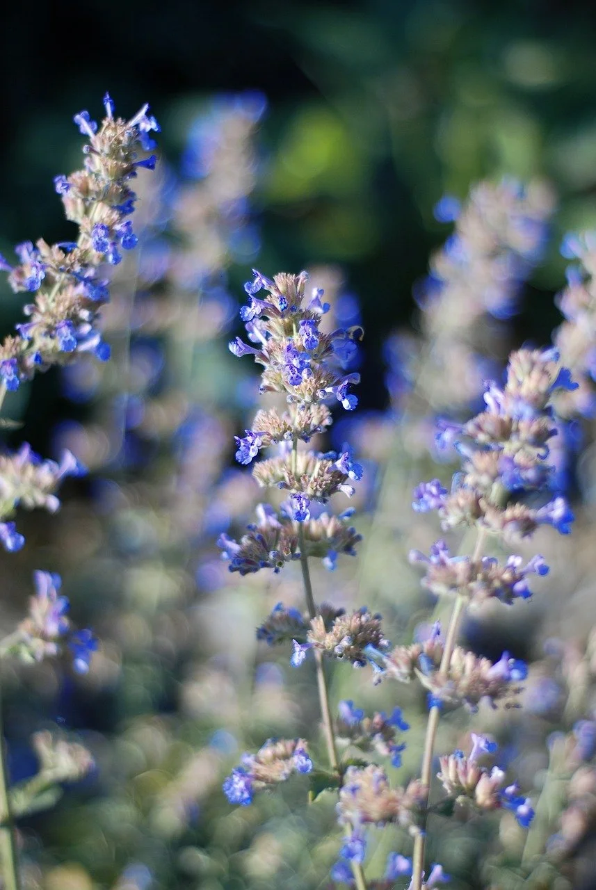 Catmint | British Wild Flower Plants