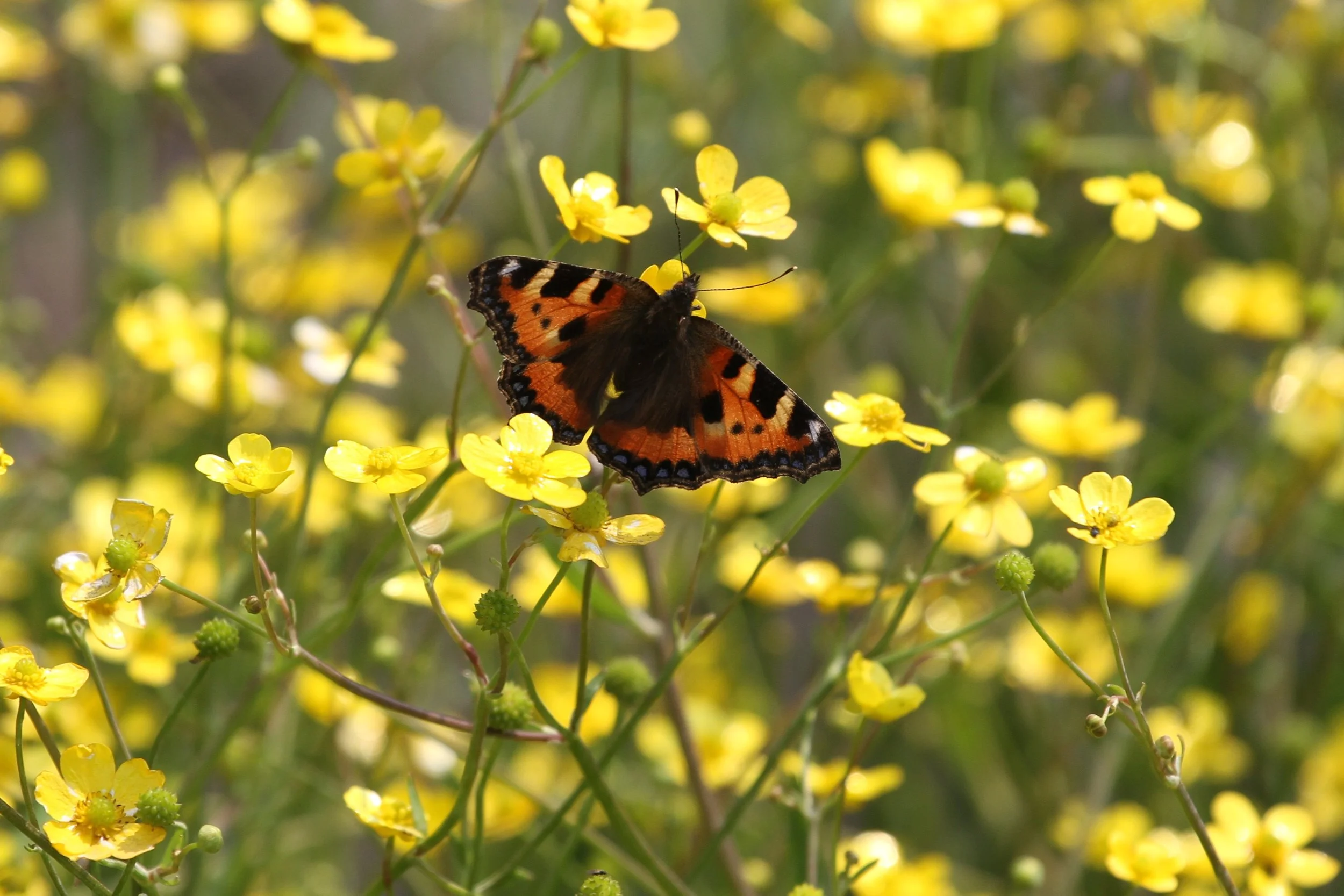 Buy native wildflowers online — British Wild Flower Plants