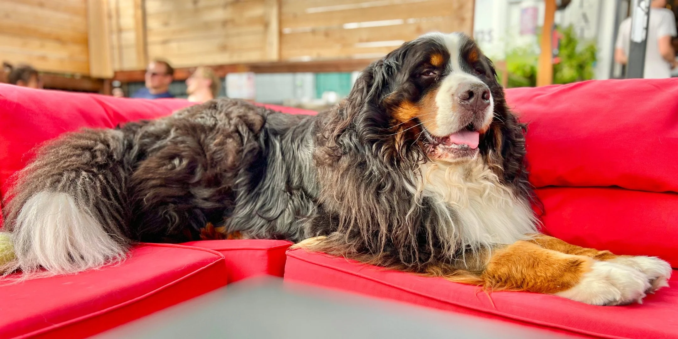About Us — Dog Yard Bar