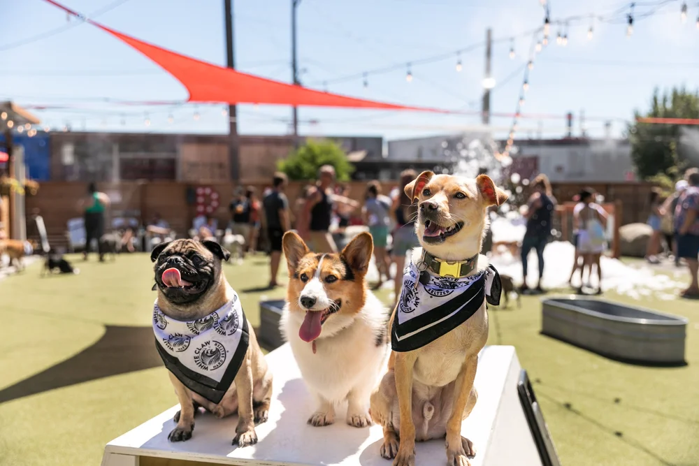 Passes & Memberships — Dog Yard Bar