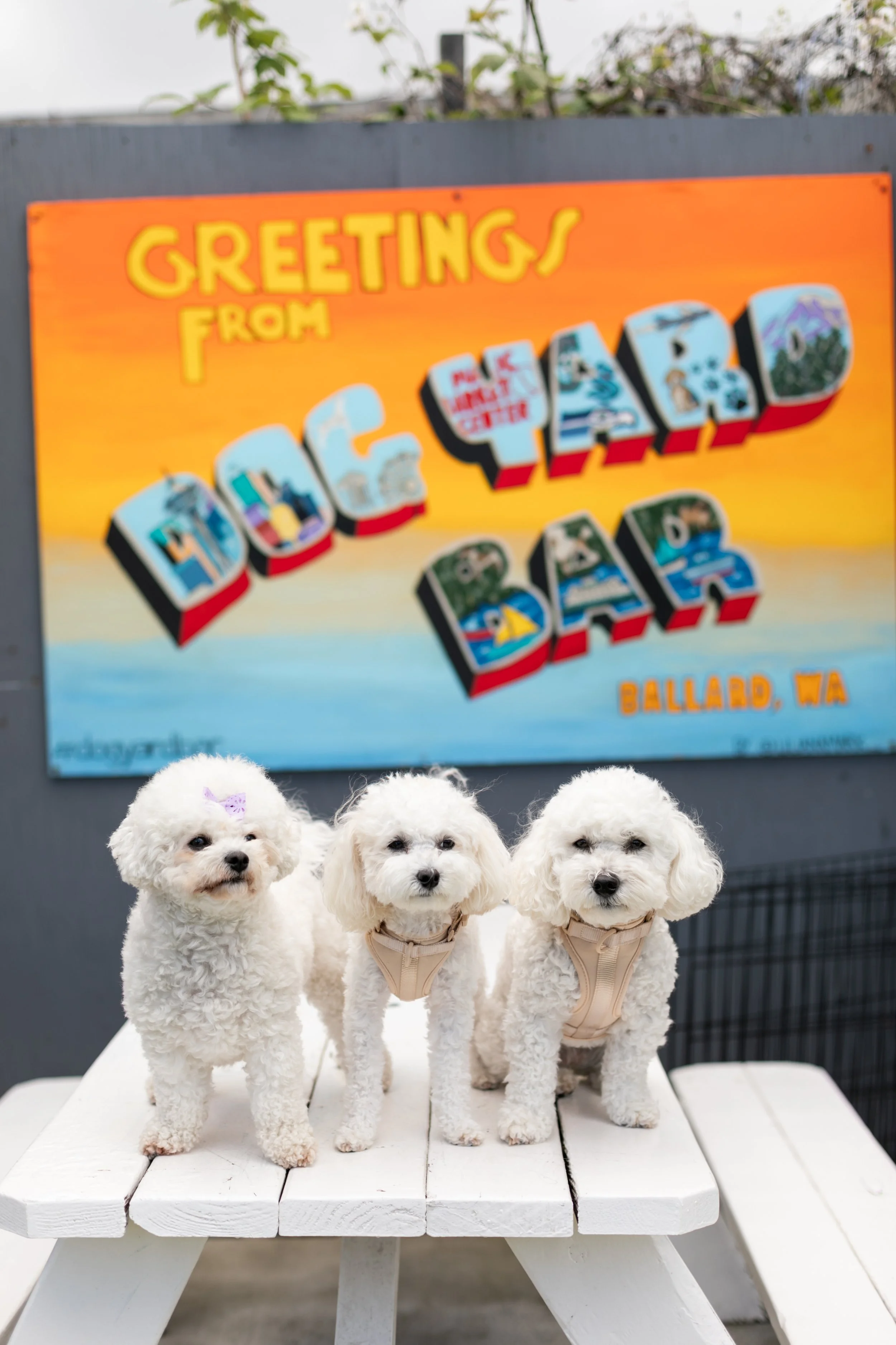 Dog Yard Bar