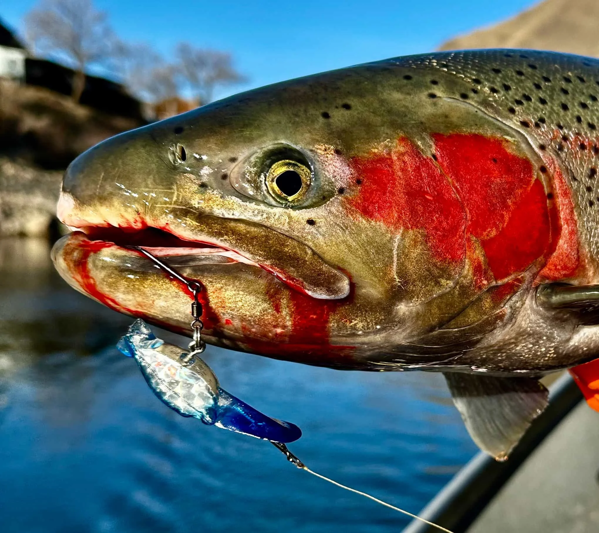 Steelhead Fishing — Riggins Idaho Drift Boat Fishing — Salmon River ...