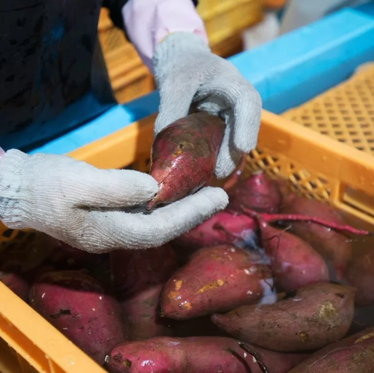 What's Yakiimo? — Hello,yam!