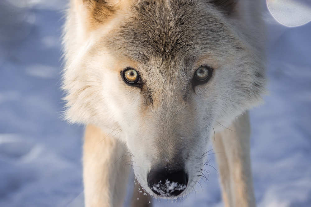 Meet our Animals — Animal Ark Wildlife Sanctuary