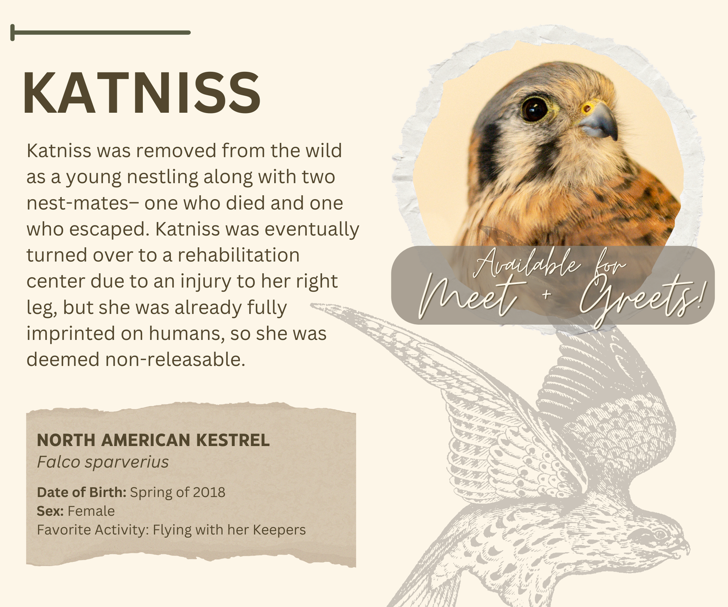 Raptors — Animal Ark Wildlife Sanctuary
