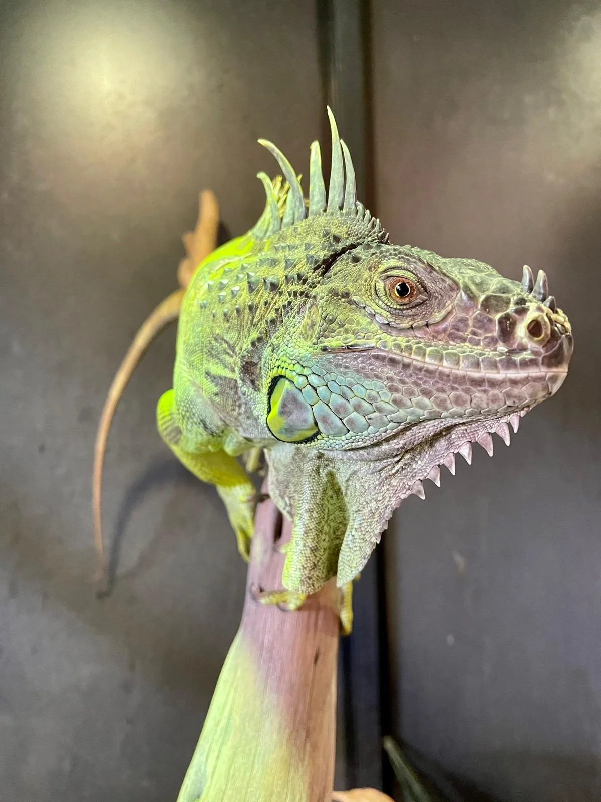 Meet our Animals — Animal Ark Wildlife Sanctuary
