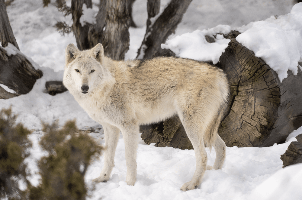 Canines — Animal Ark Wildlife Sanctuary