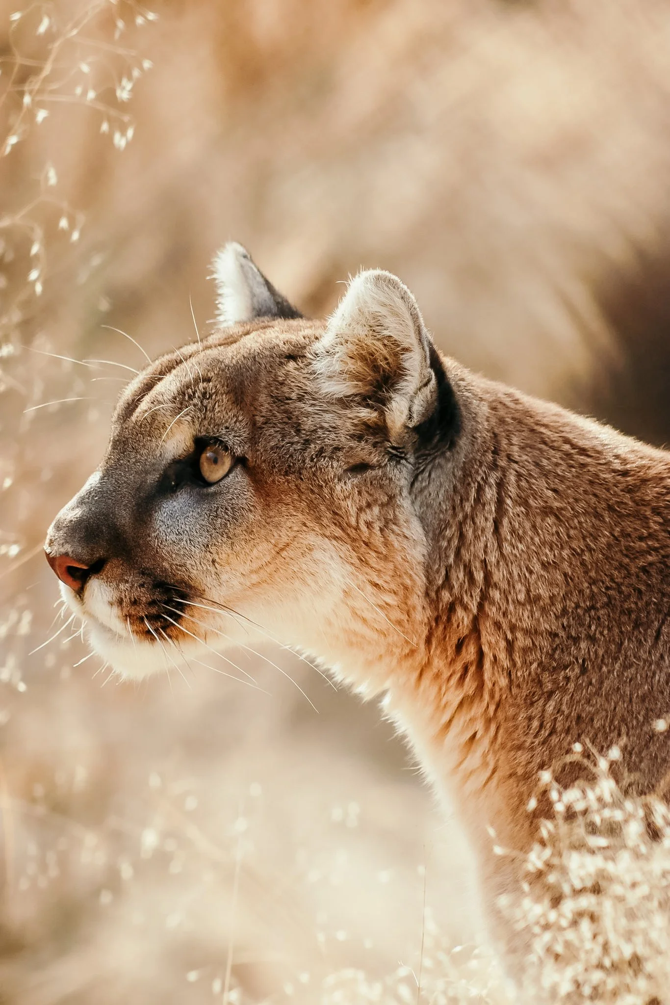 Feline Option Page — Animal Ark Wildlife Sanctuary