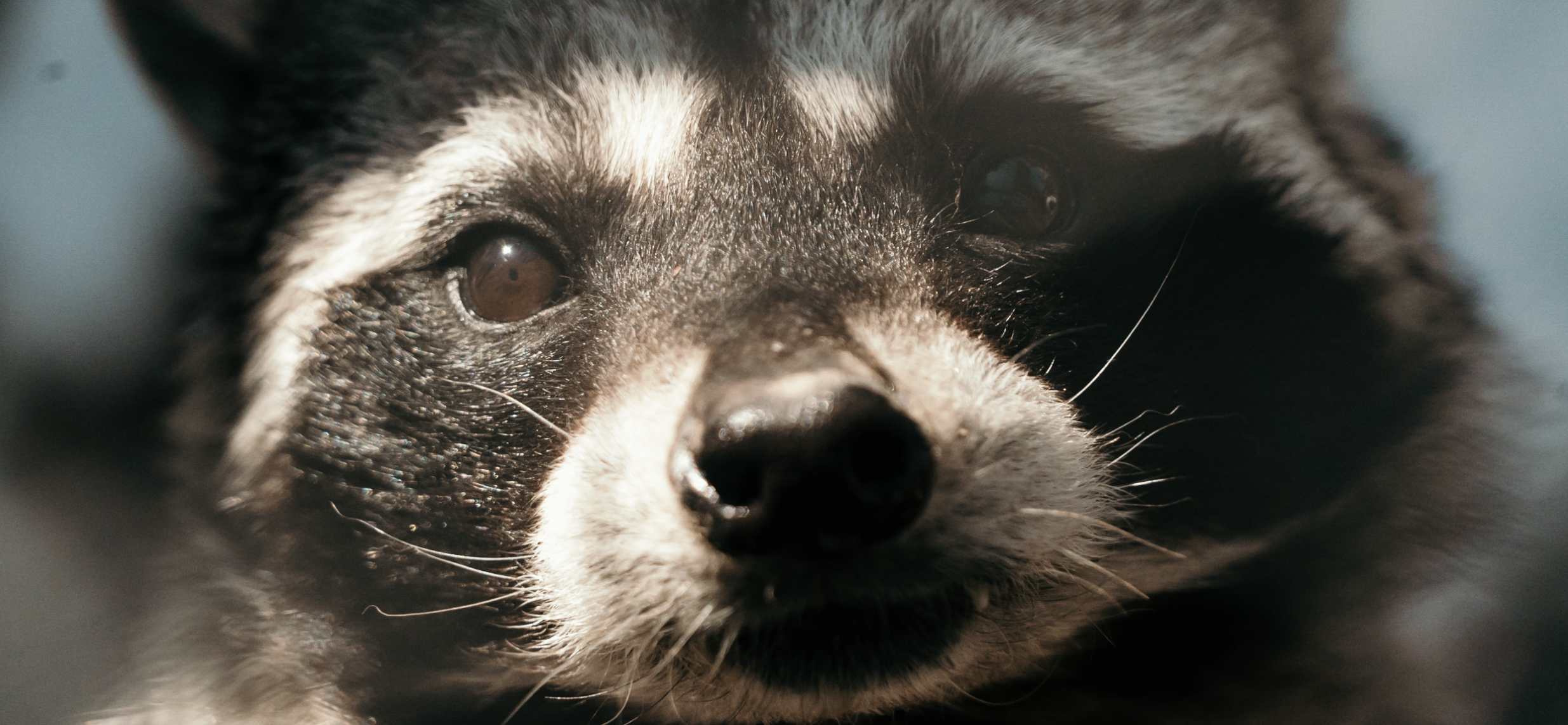 Meet our Animals — Animal Ark Wildlife Sanctuary