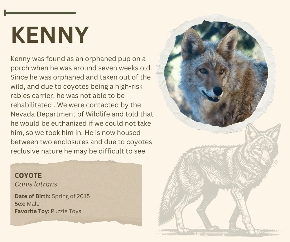Canines — Animal Ark Wildlife Sanctuary