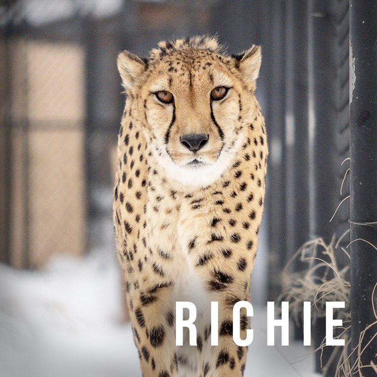 Adopt an Animal — Animal Ark Wildlife Sanctuary