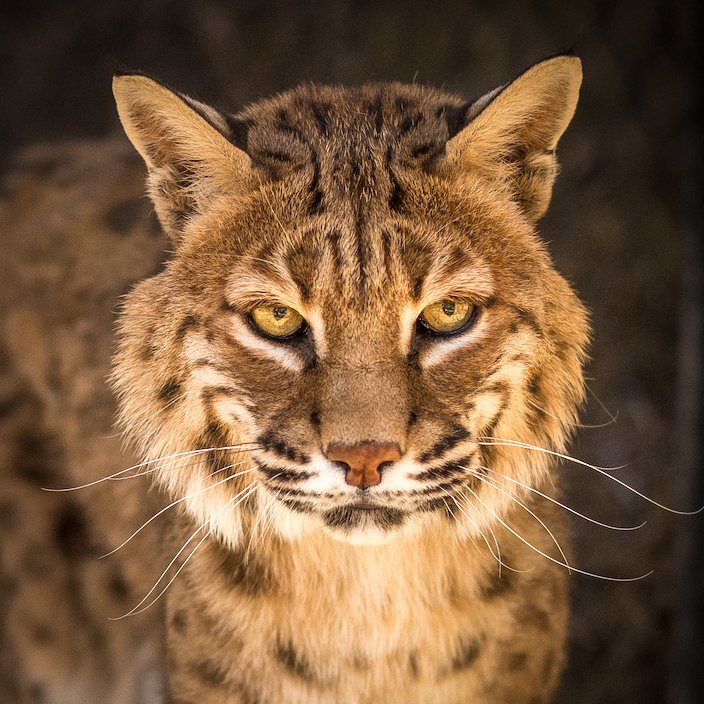 In Memory — Animal Ark Wildlife Sanctuary