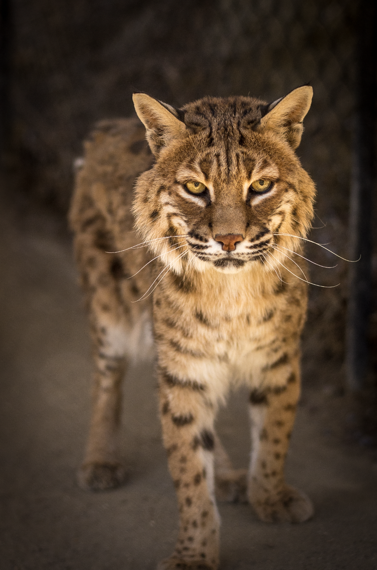 In Memory — Animal Ark Wildlife Sanctuary