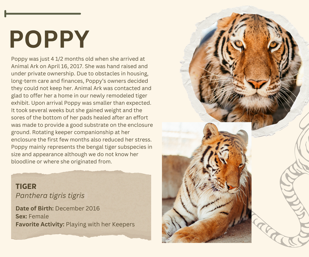 Large Felines — Animal Ark Wildlife Sanctuary