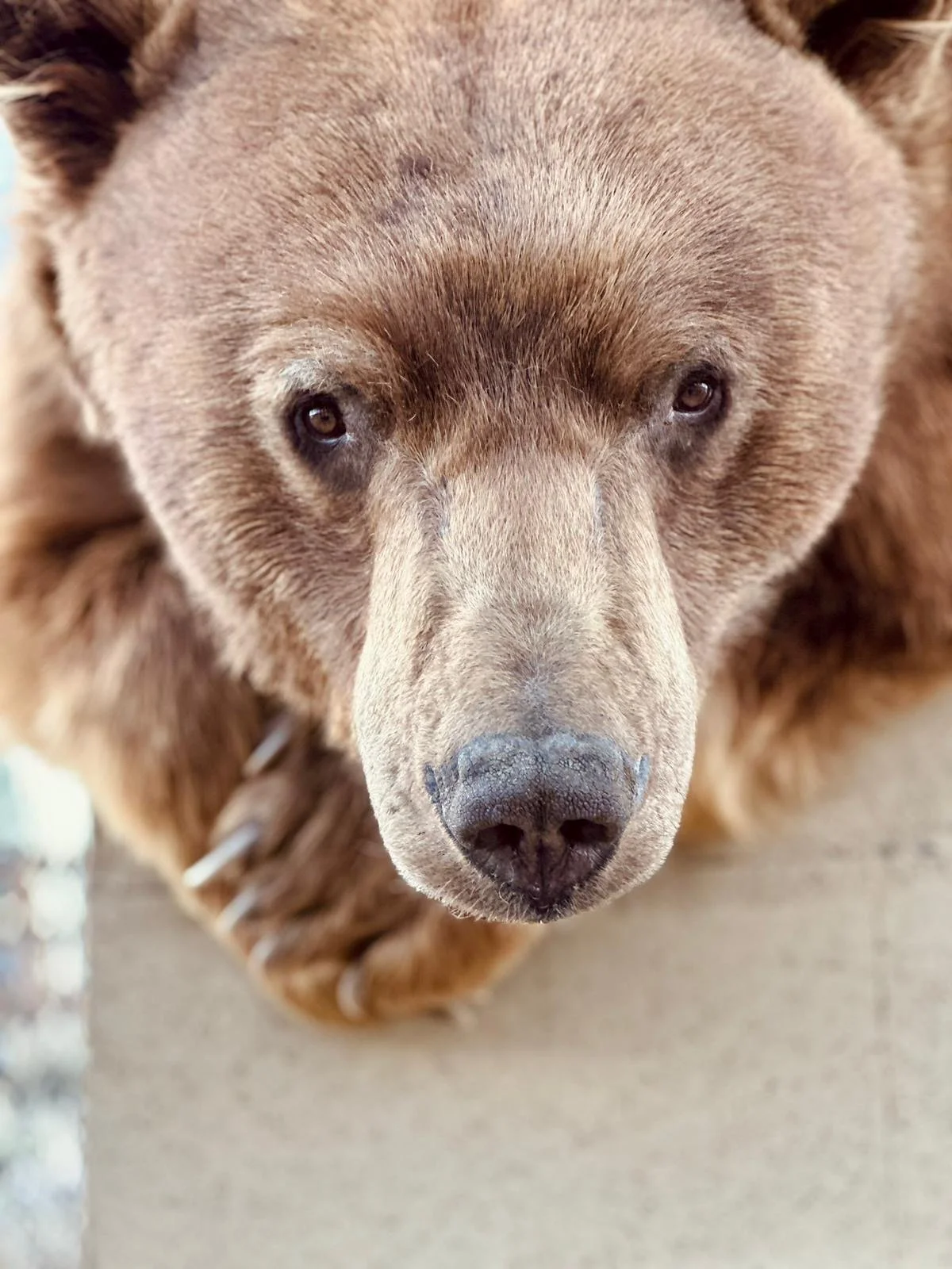 Meet our Animals — Animal Ark Wildlife Sanctuary