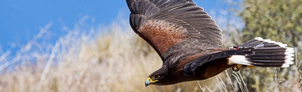 Raptor Adventures — Animal Ark Wildlife Sanctuary