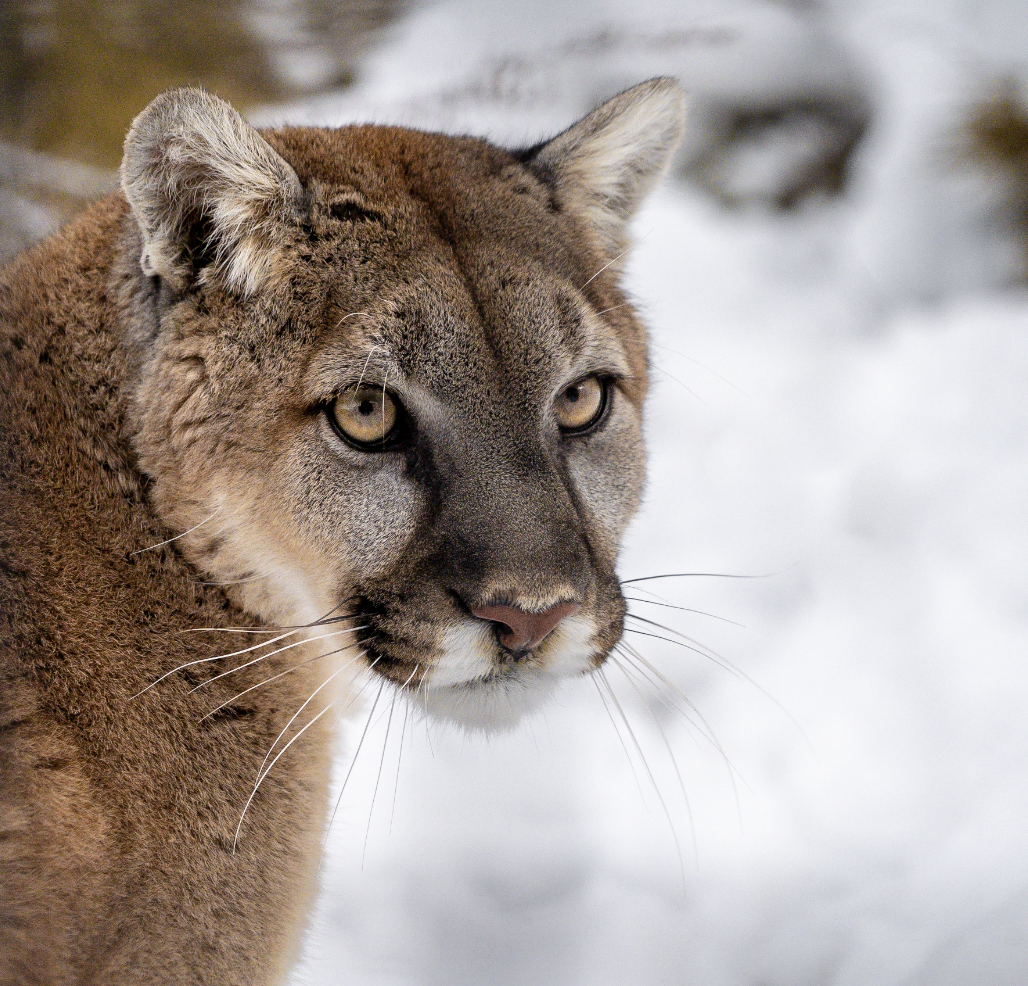 Animal Ark Wildlife Sanctuary