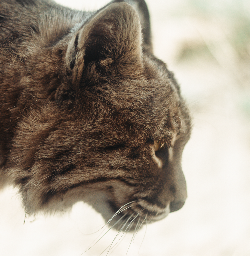 Meet our Animals — Animal Ark Wildlife Sanctuary