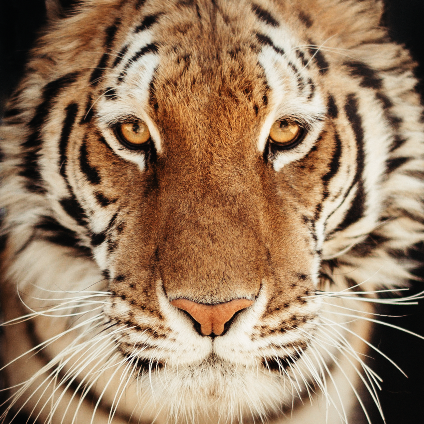 Meet our Animals — Animal Ark Wildlife Sanctuary