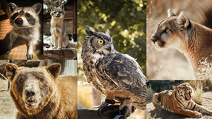Meet our Animals — Animal Ark Wildlife Sanctuary