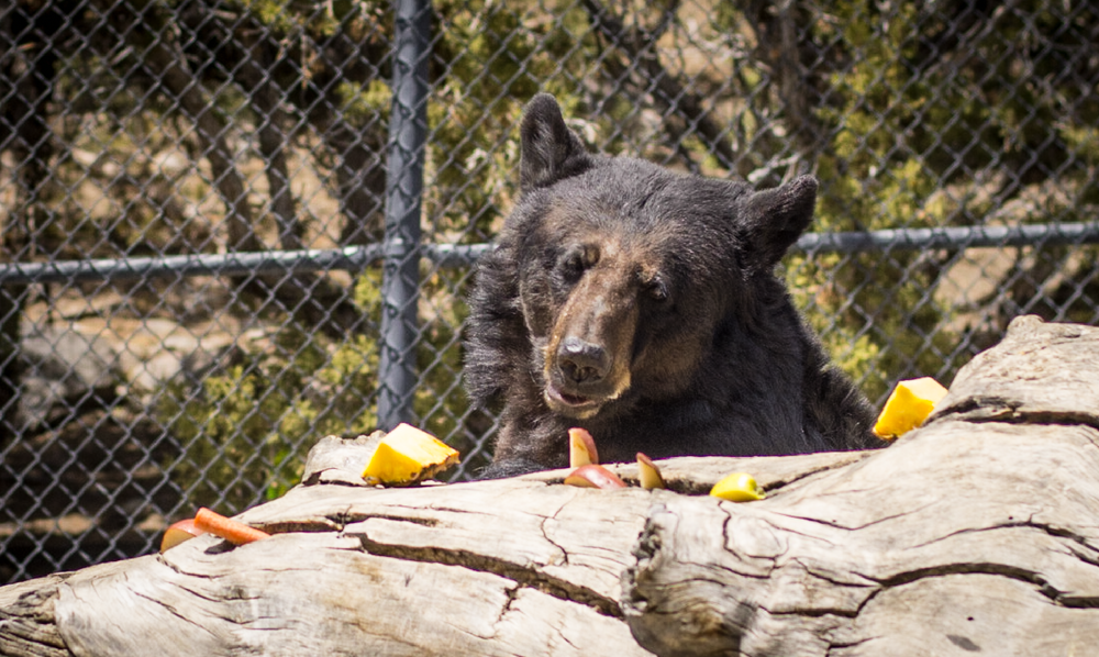 Bears — Animal Ark Wildlife Sanctuary