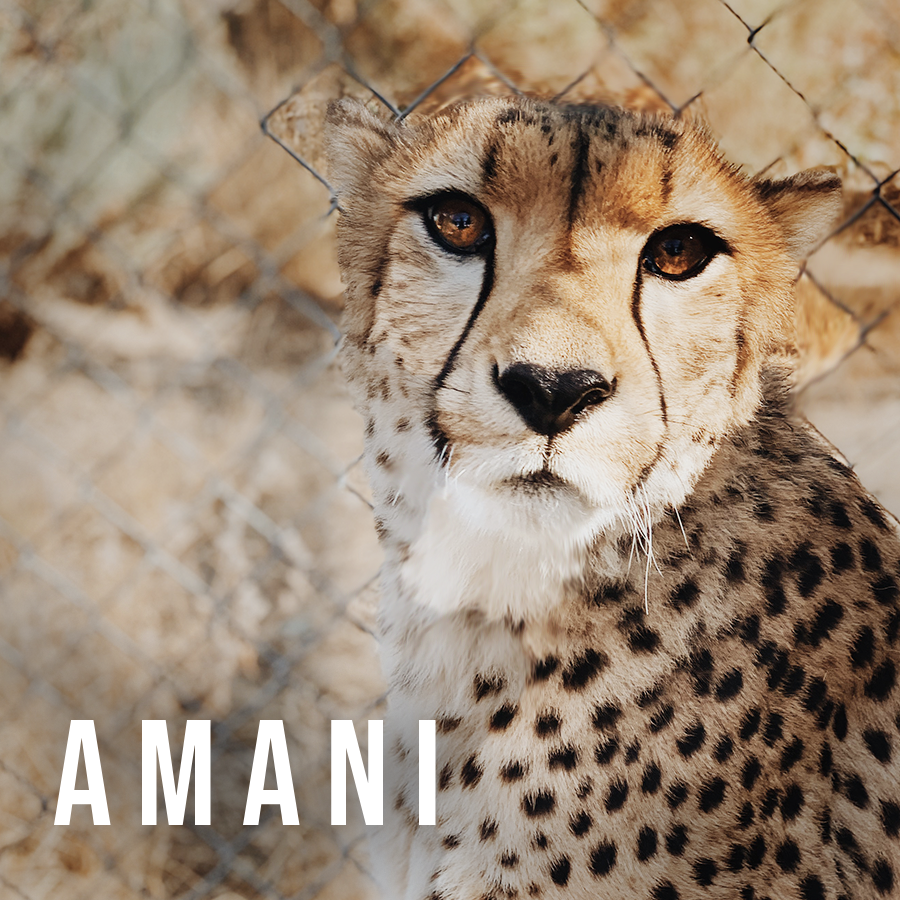 Adopt an Animal — Animal Ark Wildlife Sanctuary