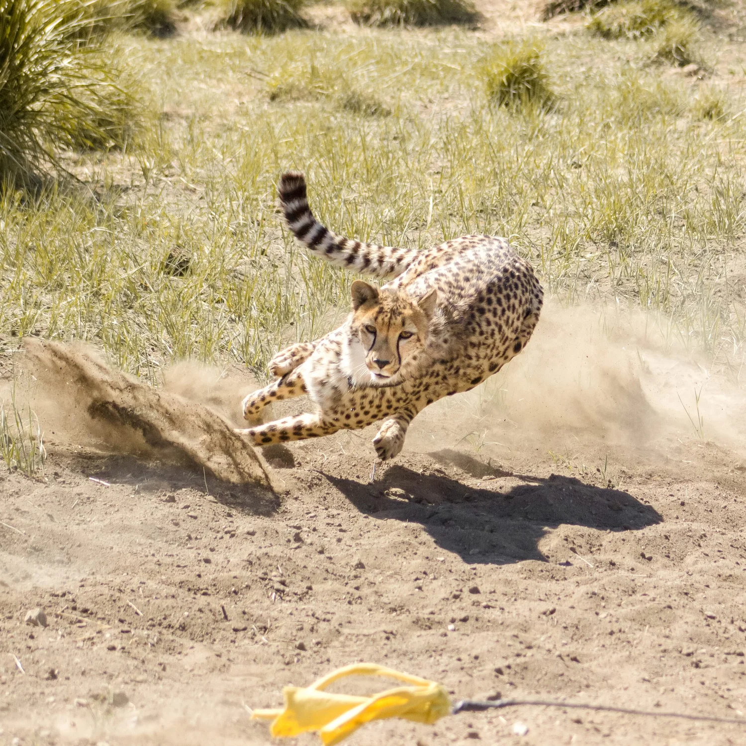 In Memory — Animal Ark Wildlife Sanctuary
