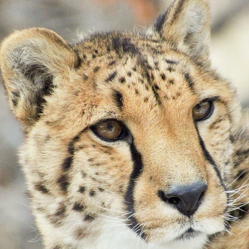 In Memory — Animal Ark Wildlife Sanctuary