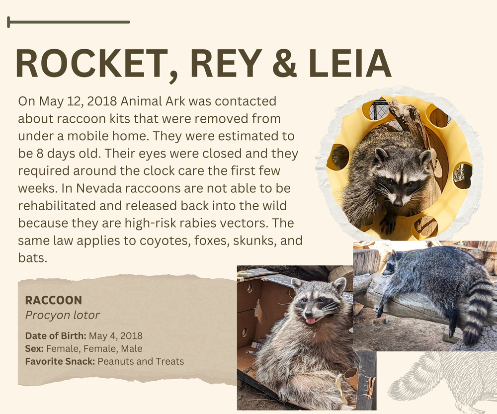 Raccoons — Animal Ark Wildlife Sanctuary
