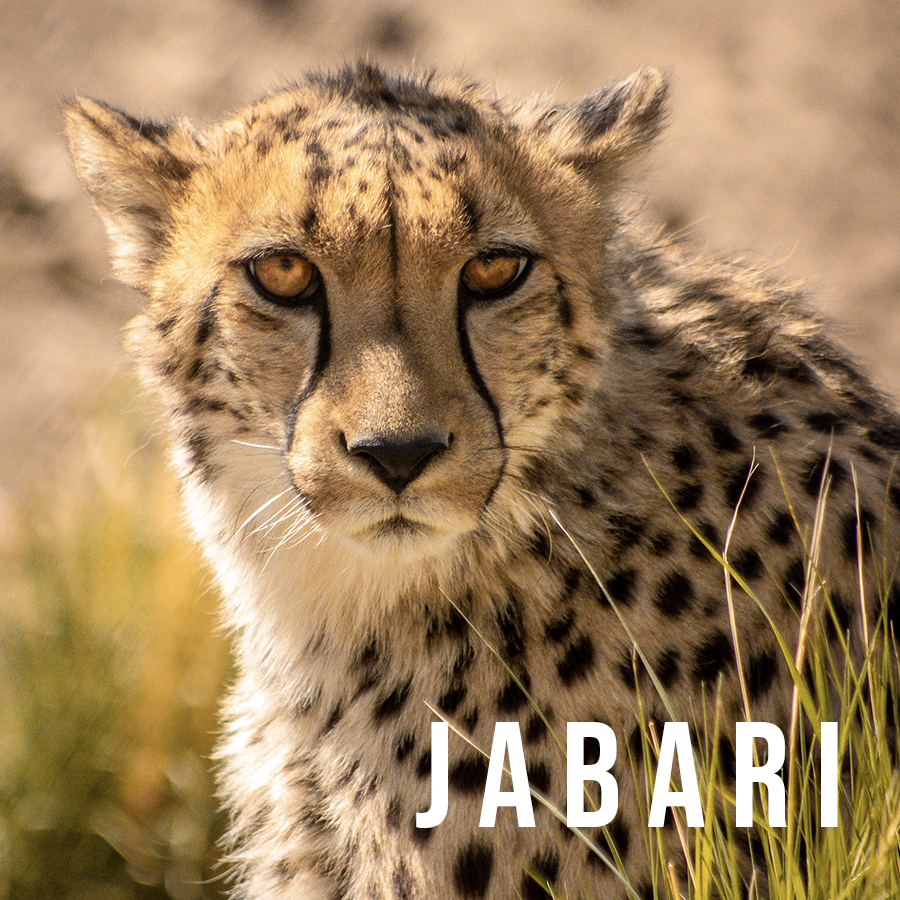 Adopt an Animal — Animal Ark Wildlife Sanctuary