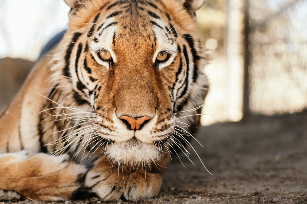 Animal Ark Wildlife Sanctuary